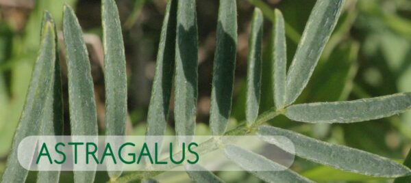 Astragalus, a herb that protects DNA and fights disease