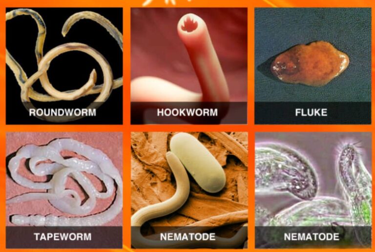 Cancer & Parasite Infection go Hand in Hand | Budwig Center